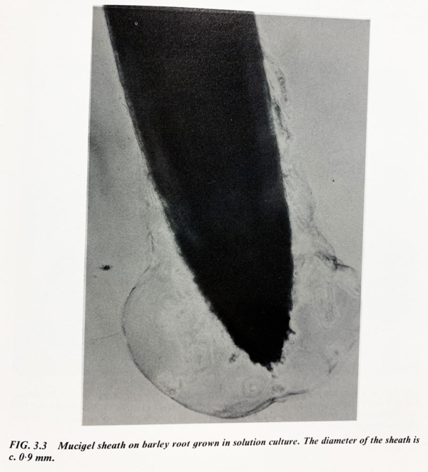 Understanding the Root Zone to get the best crop establishment and ...